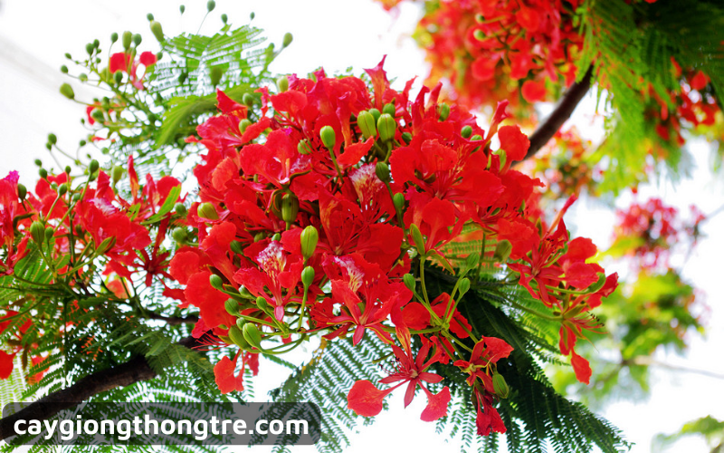 Cây Phượng Vĩ Có ý Nghĩa Gì Và Cách Chăm Sóc Cây Phượng Vĩ Công Trình Nở Hoa đẹp Rực Rỡ
